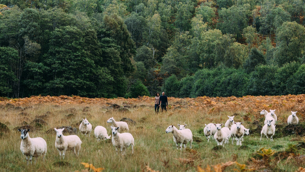 Standing out from the Flock | Merino Wool Benefits