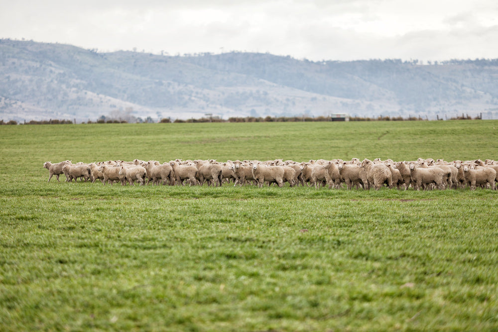 Is Merino Wool Cruelty-Free?