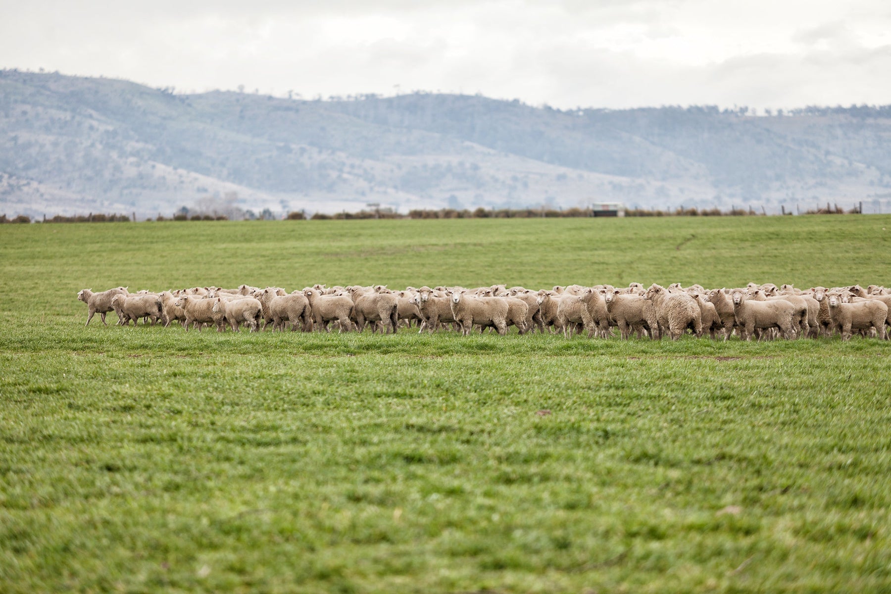 What GSM Means in Merino Wool